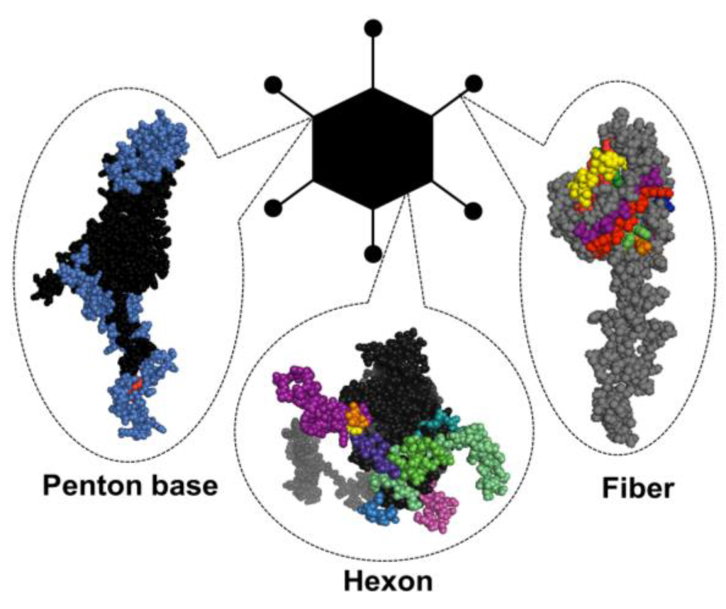 Viruses | Free Full-Text | Oncolytic Adenovirus: Strategies and ... Viruses | Free Full-Text | Oncolytic Adenovirus: Strategies and ...