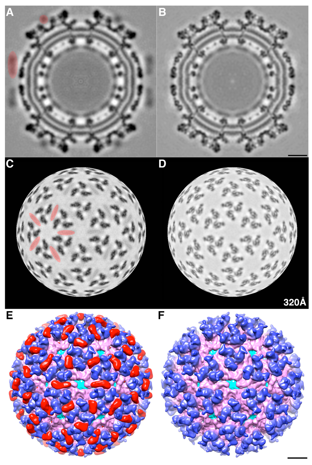 Fluorescent Protein-Tagged Sindbis Virus E2 Glycoprotein Allows Single ...
