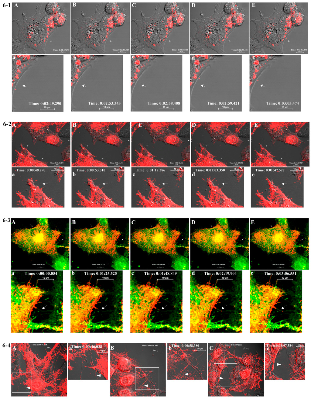 Fluorescent Protein-Tagged Sindbis Virus E2 Glycoprotein Allows Single ...