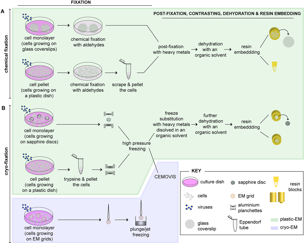 Viruses | Free Full-Text | Viral Infection at High Magnification: 3D ... Viruses | Free Full-Text | Viral Infection at High Magnification: 3D ...