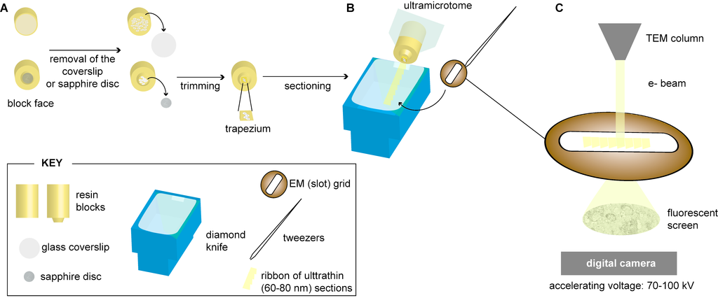 Viruses | Free Full-Text | Viral Infection at High Magnification: 3D ...
