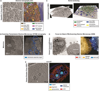 Viruses | Free Full-Text | Viral Infection at High Magnification: 3D ...