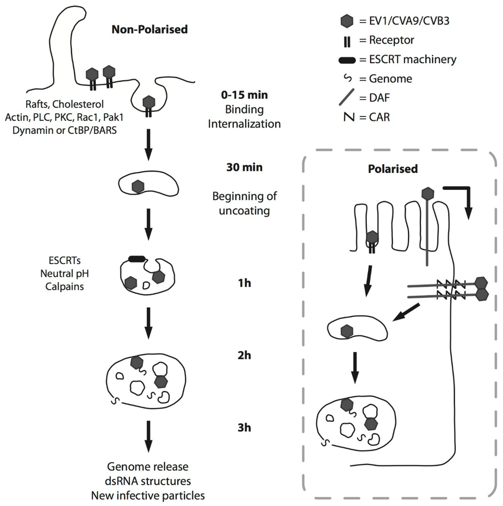 Infectious Entry Pathway of Enterovirus B Species