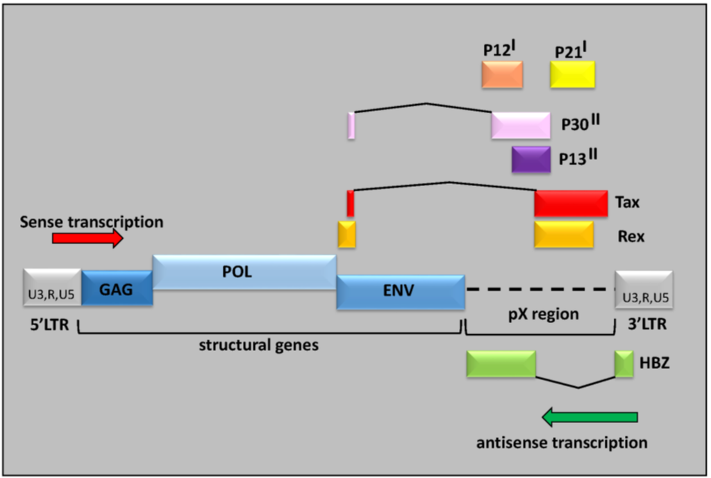 Viruses | Free Full-Text | Roles of HTLV-1 basic Zip Factor (HBZ) in ...
