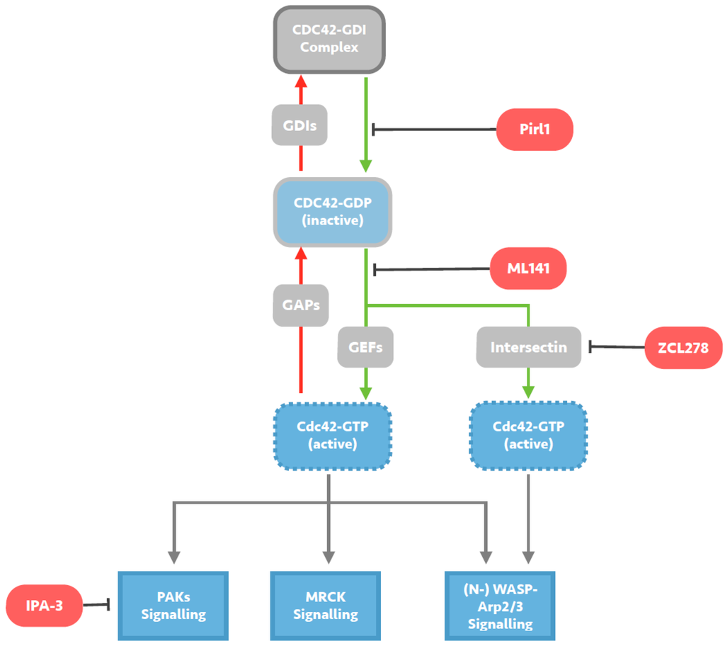 Viruses | Free Full-Text | CDC42 Use in Viral Cell Entry Processes by ...