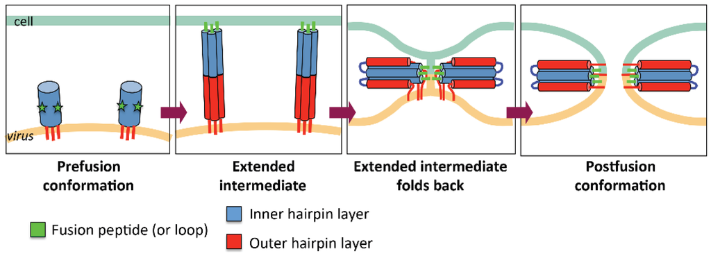 Viruses | Special Issue : Viral Glycoprotein Structure