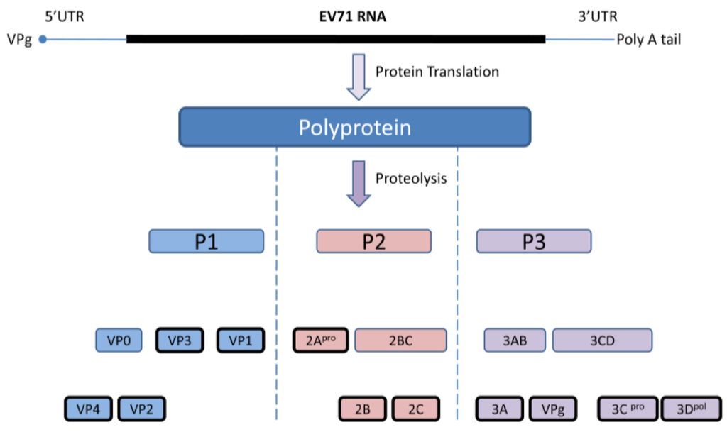 Viruses | Free Full-Text | Innate Immunity and Immune Evasion by ...
