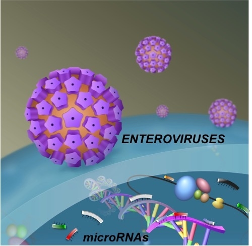 Viruses | Free Full-Text | MicroRNA and Pathogenesis of Enterovirus ...