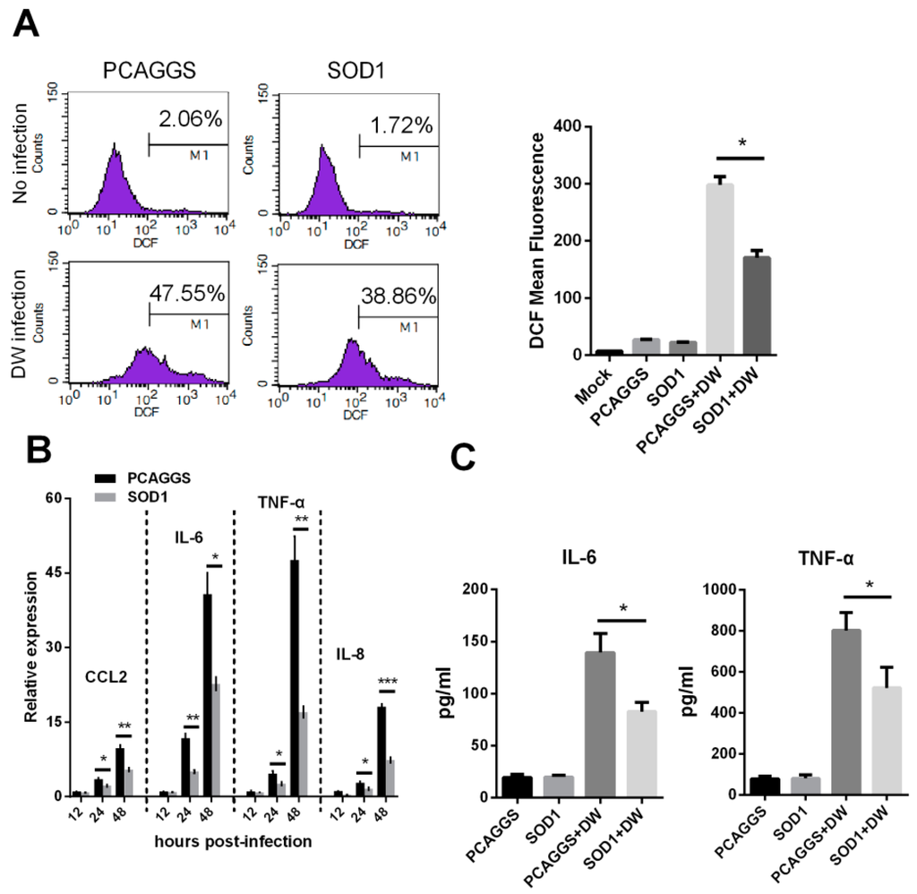 The Influenza Virus H5N1 Infection Can Induce ROS Production for Viral ...