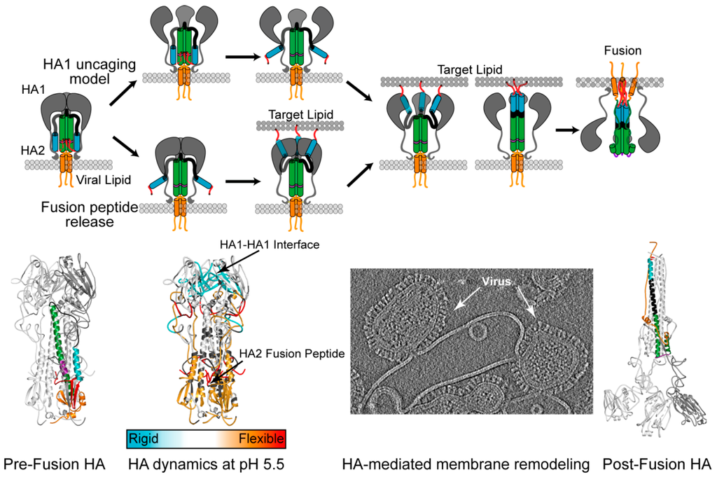 Viruses | Special Issue : Viral Glycoprotein Structure