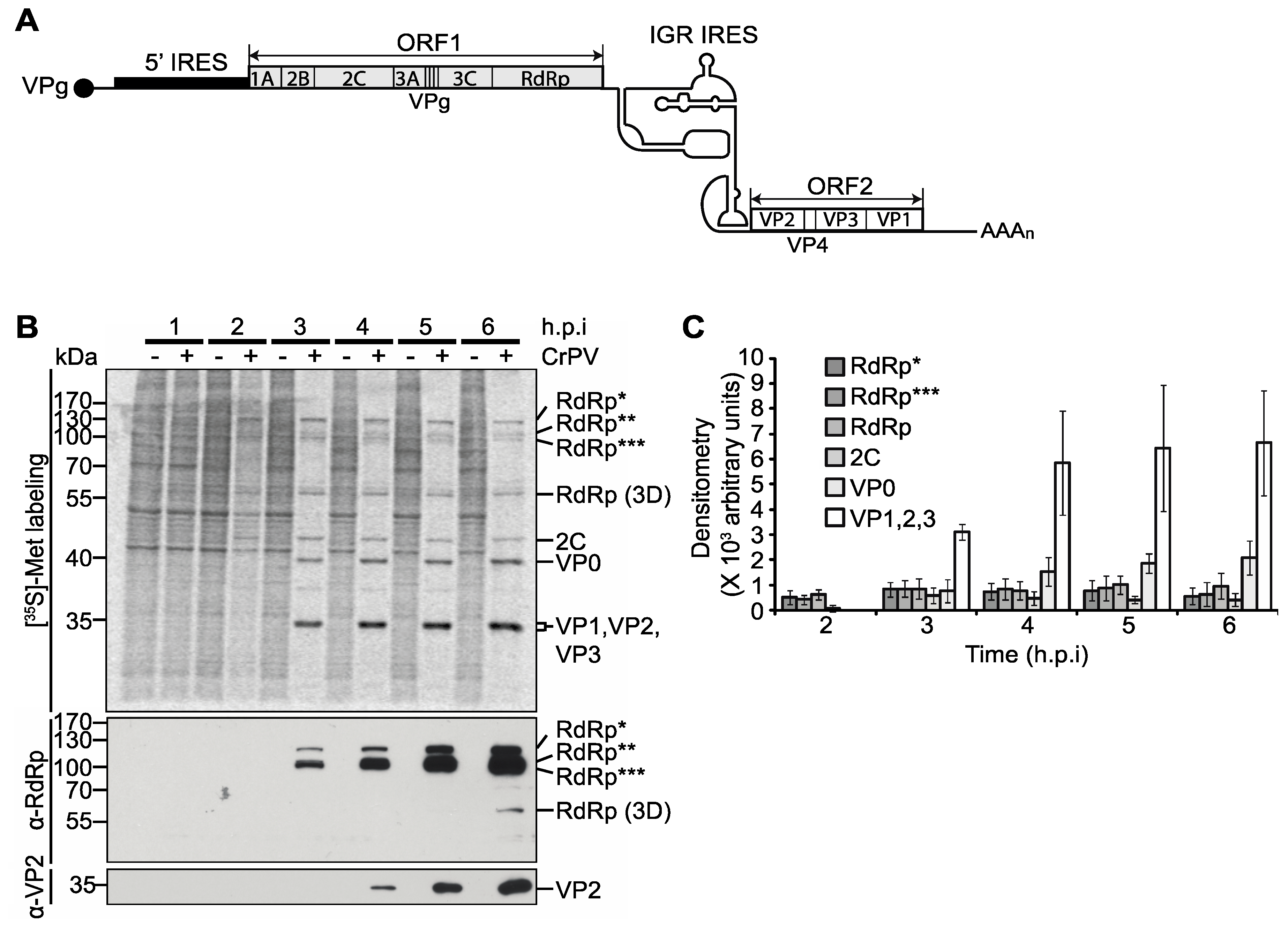 Temporal Regulation of Distinct Internal Ribosome Entry Sites of the ...