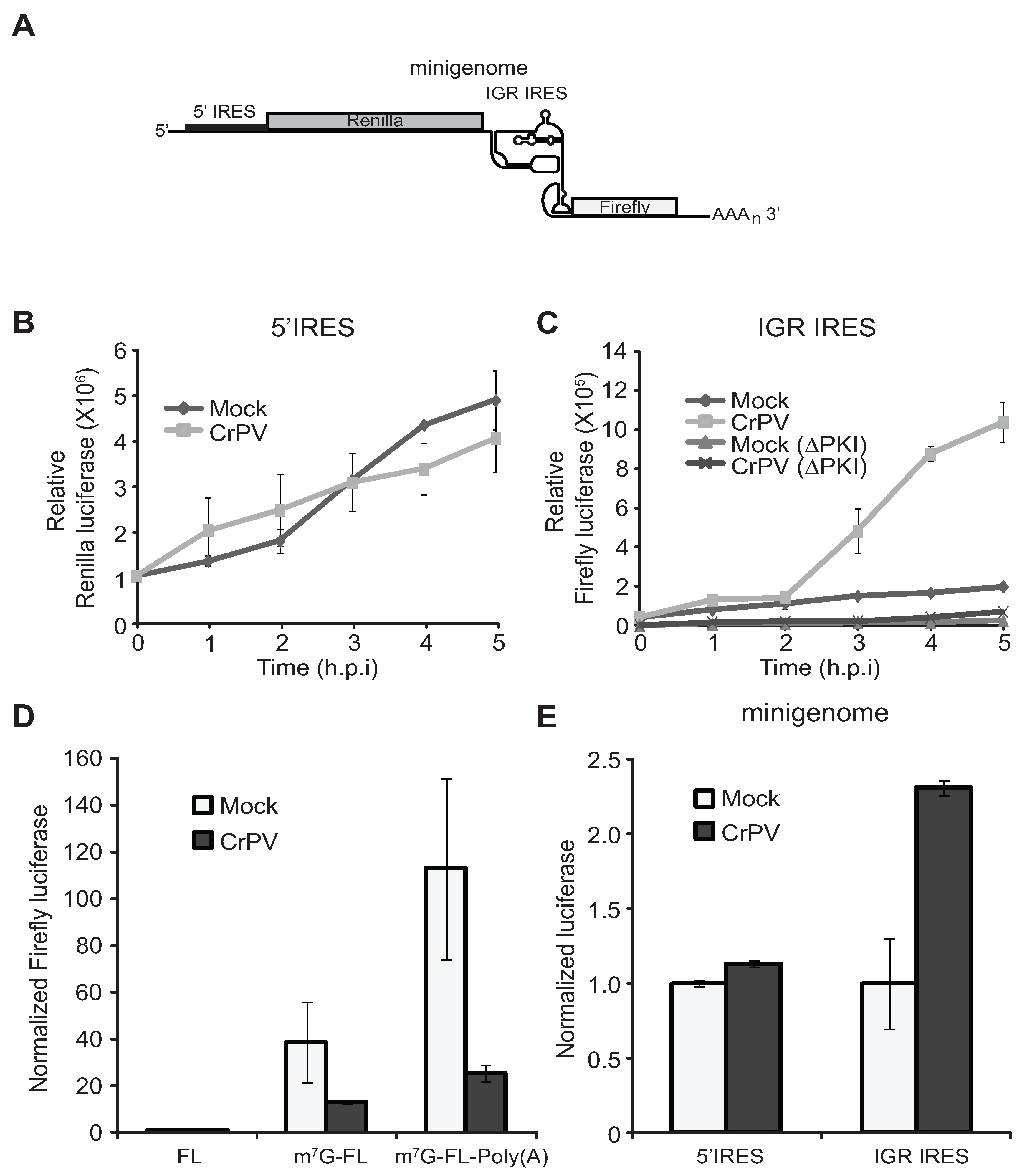 Temporal Regulation of Distinct Internal Ribosome Entry Sites of the ...