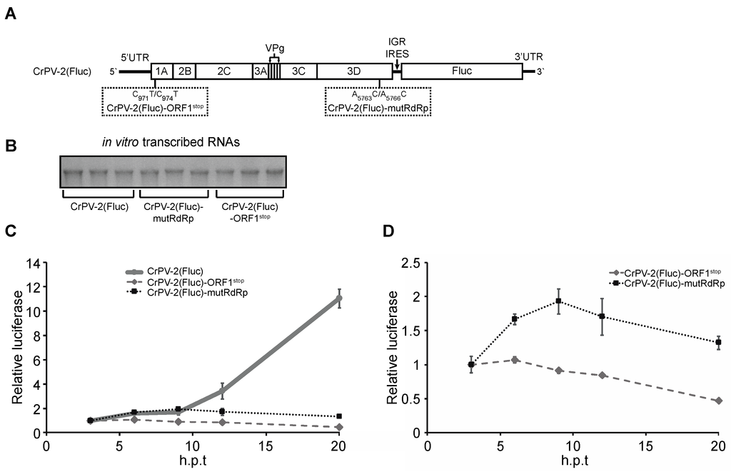 Temporal Regulation of Distinct Internal Ribosome Entry Sites of the ...