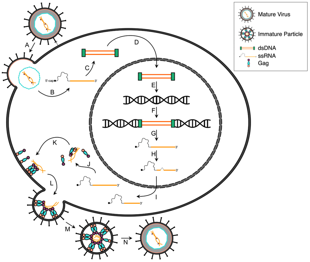 Molecular Studies of HTLV-1 Replication: An Update