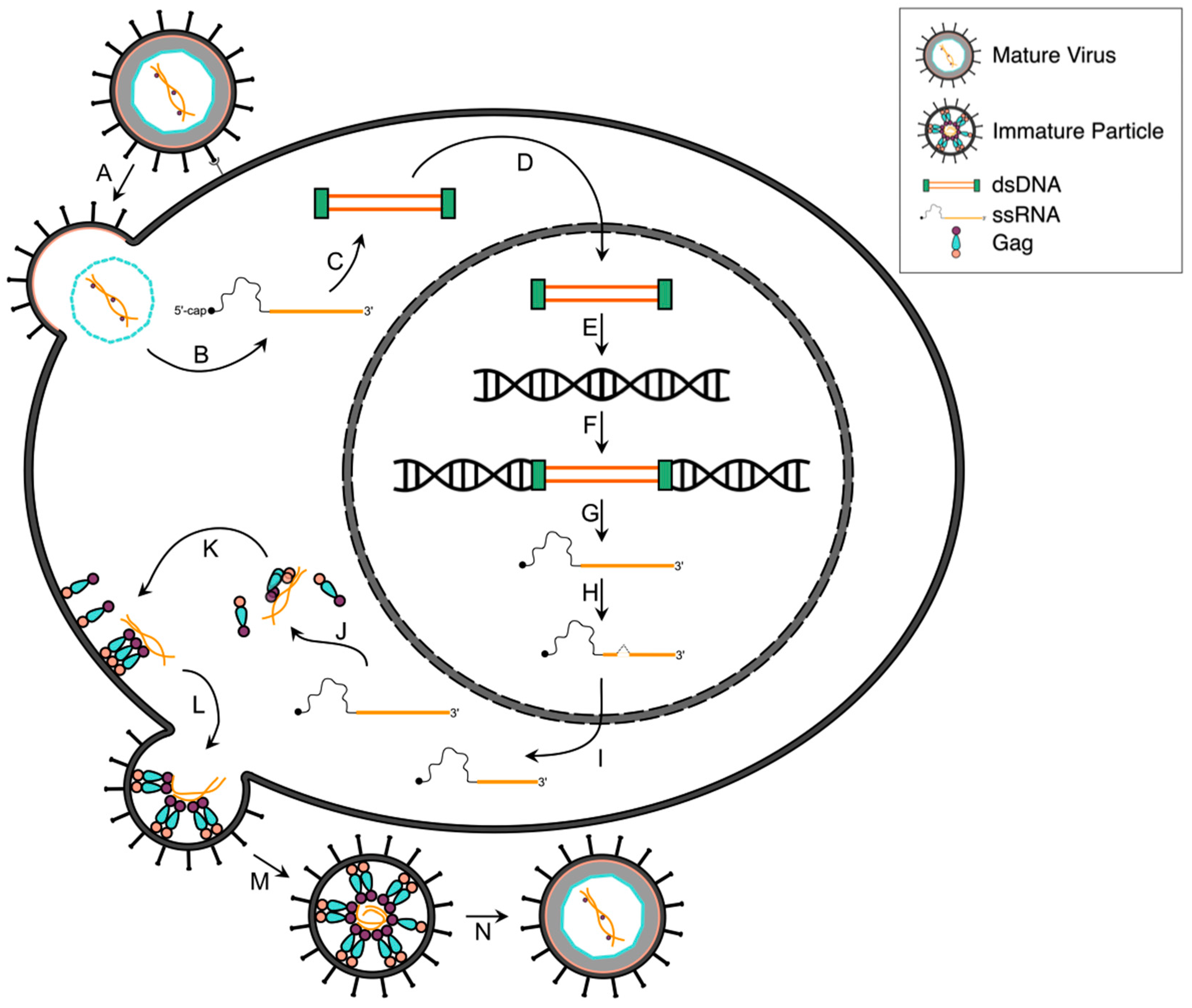Molecular Studies of HTLV-1 Replication: An Update