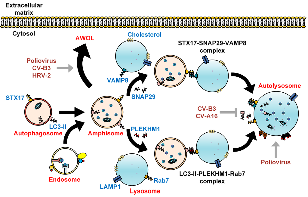 Viruses | Free Full-Text | The Autophagic Machinery in Enterovirus ...