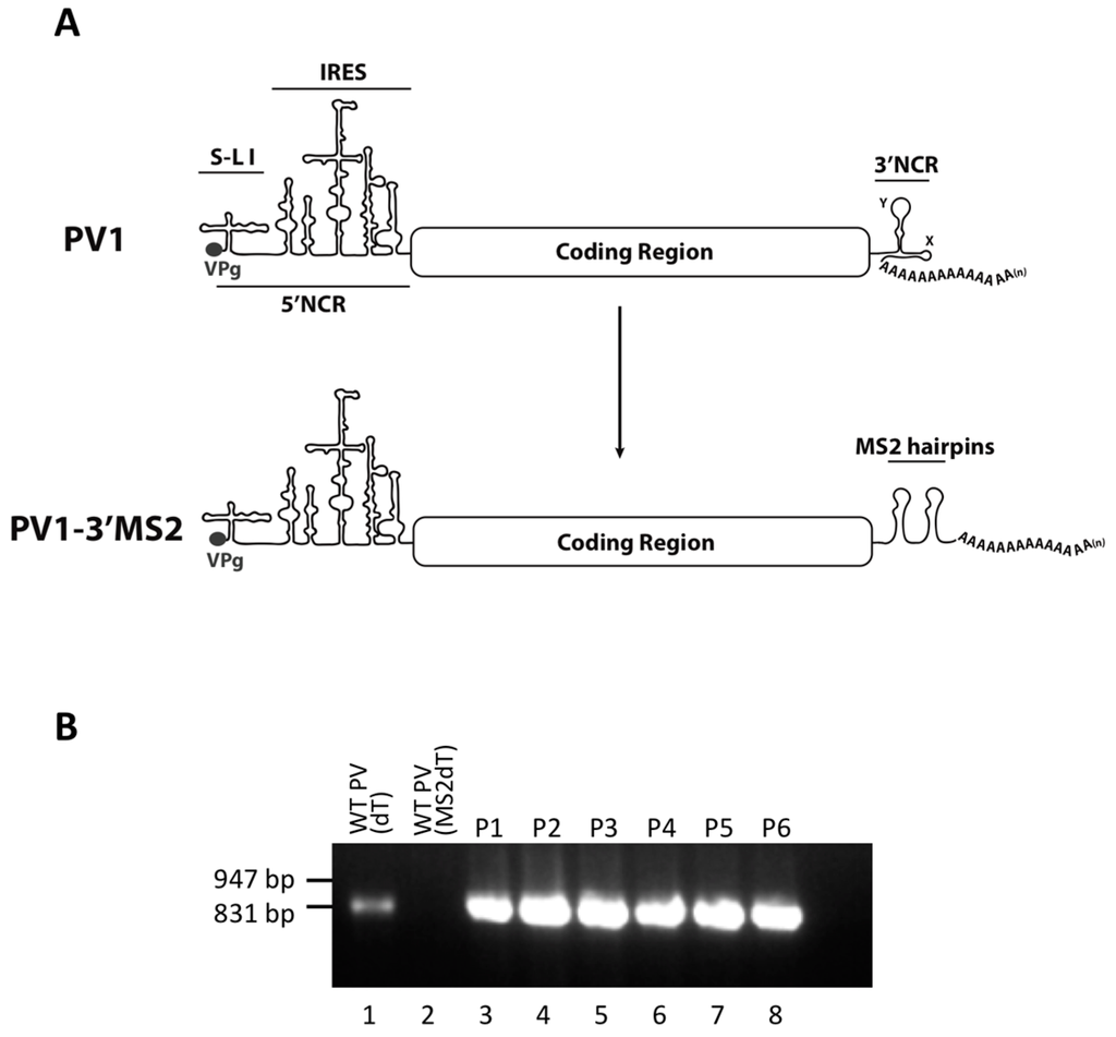 Generation of Recombinant Polioviruses Harboring RNA Affinity Tags in ...