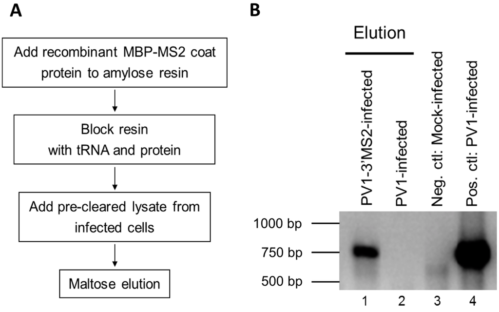 Generation of Recombinant Polioviruses Harboring RNA Affinity Tags in ...
