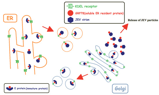 Viruses | Free Full-Text | A KDEL Retrieval System for ER-Golgi ...