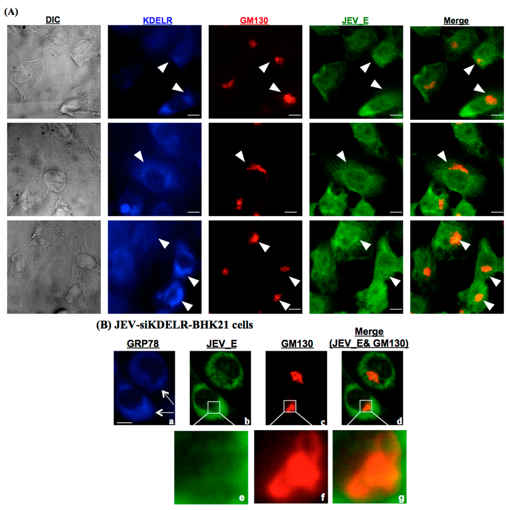 A KDEL Retrieval System for ER-Golgi Transport of Japanese Encephalitis ...