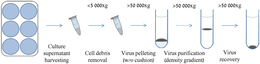 Structural Proteomics of Herpesviruses