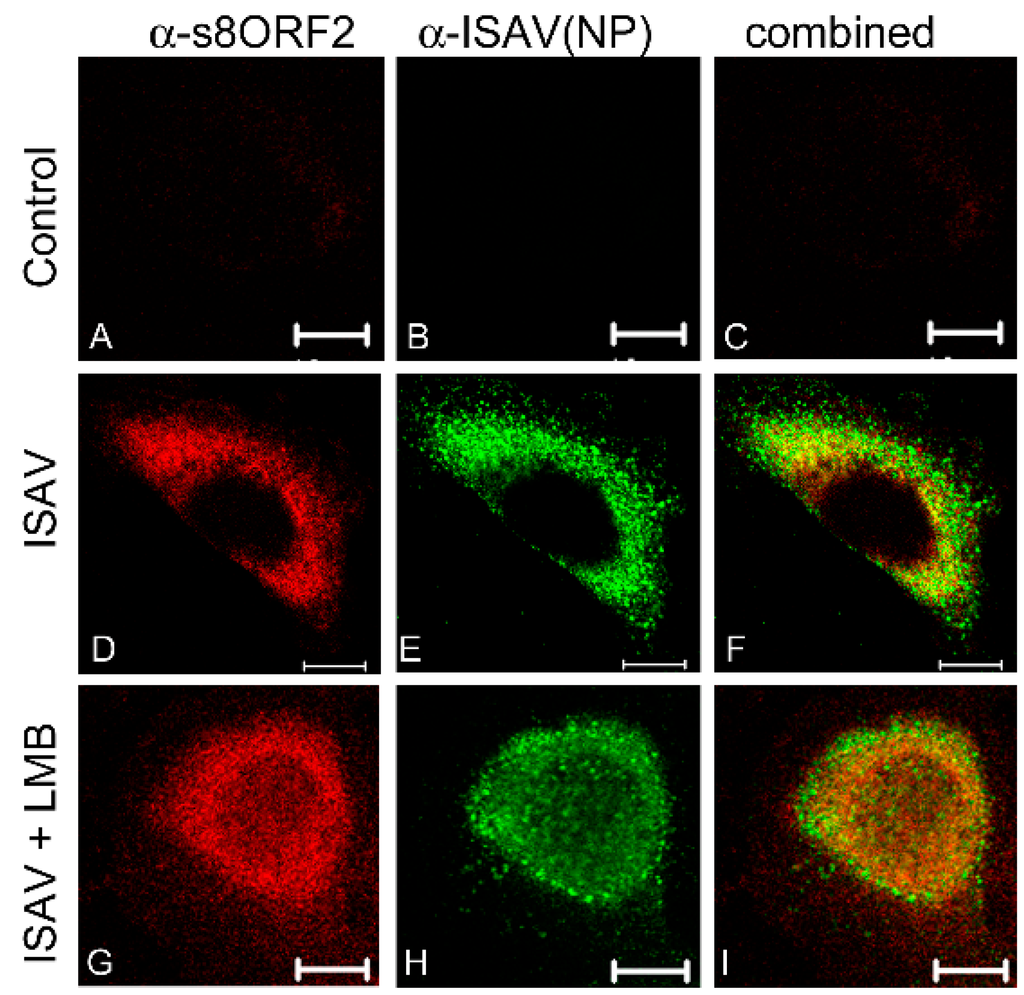 Infectious Salmon Anaemia Virus (ISAV) RNA Binding Protein Encoded by ...