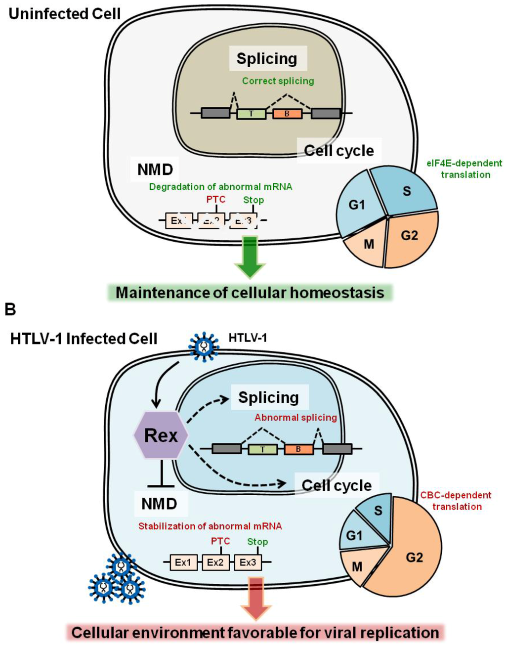 HTLV-1 Rex Tunes the Cellular Environment Favorable for Viral Replication