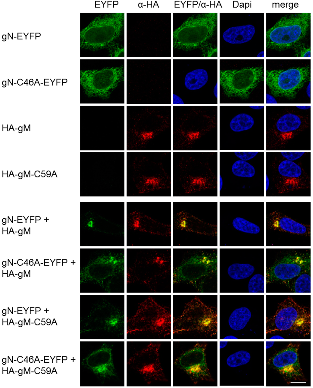 Viruses | Special Issue : Viral Glycoprotein Structure