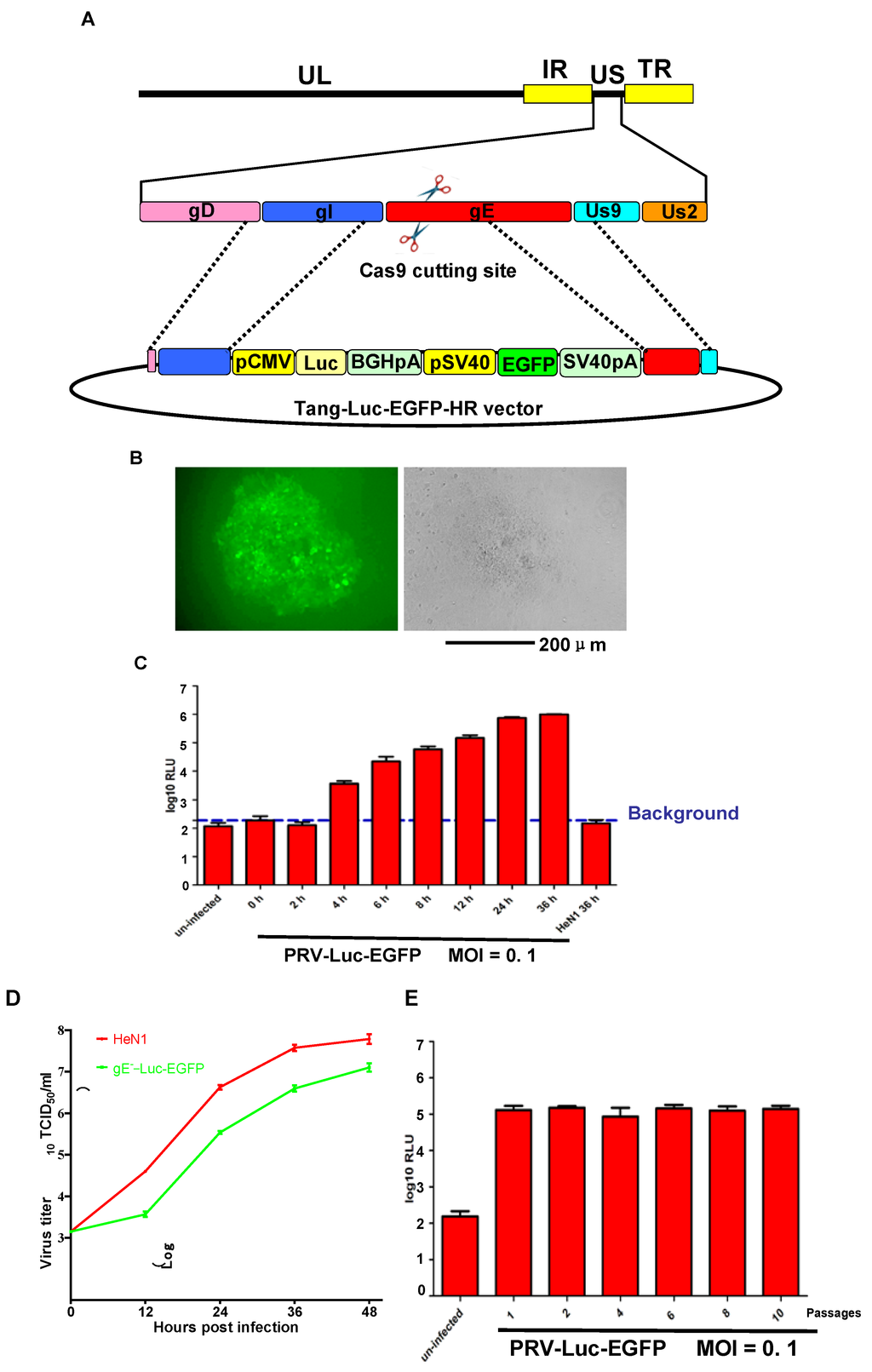 Recombinant Pseudorabies Virus (PRV) Expressing Firefly Luciferase ...