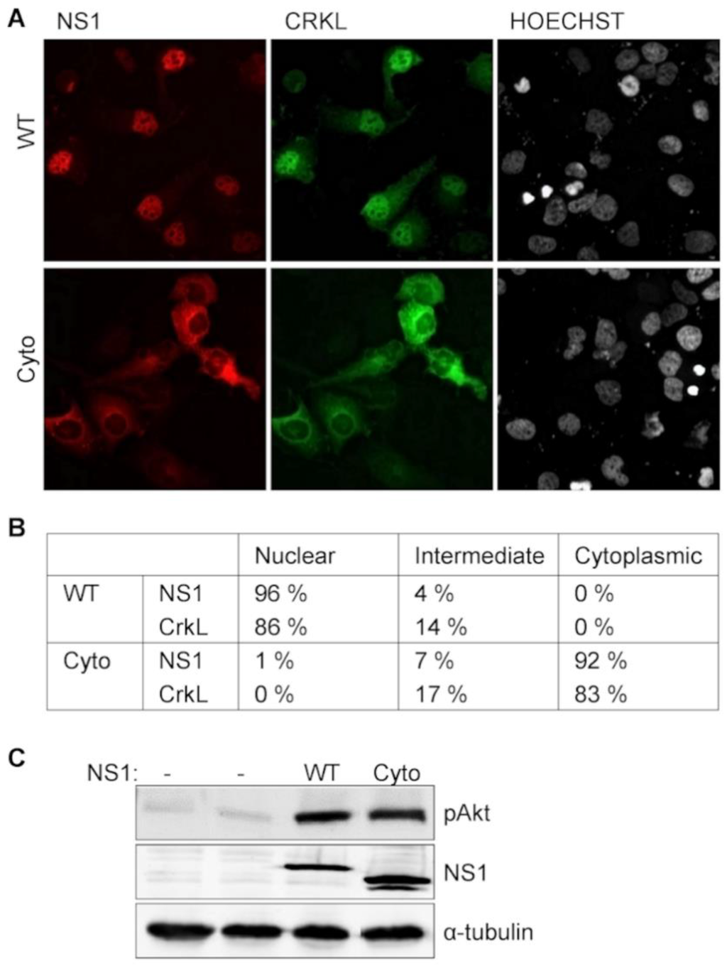 Nuclear Translocation of Crk Adaptor Proteins by the Influenza A Virus ...