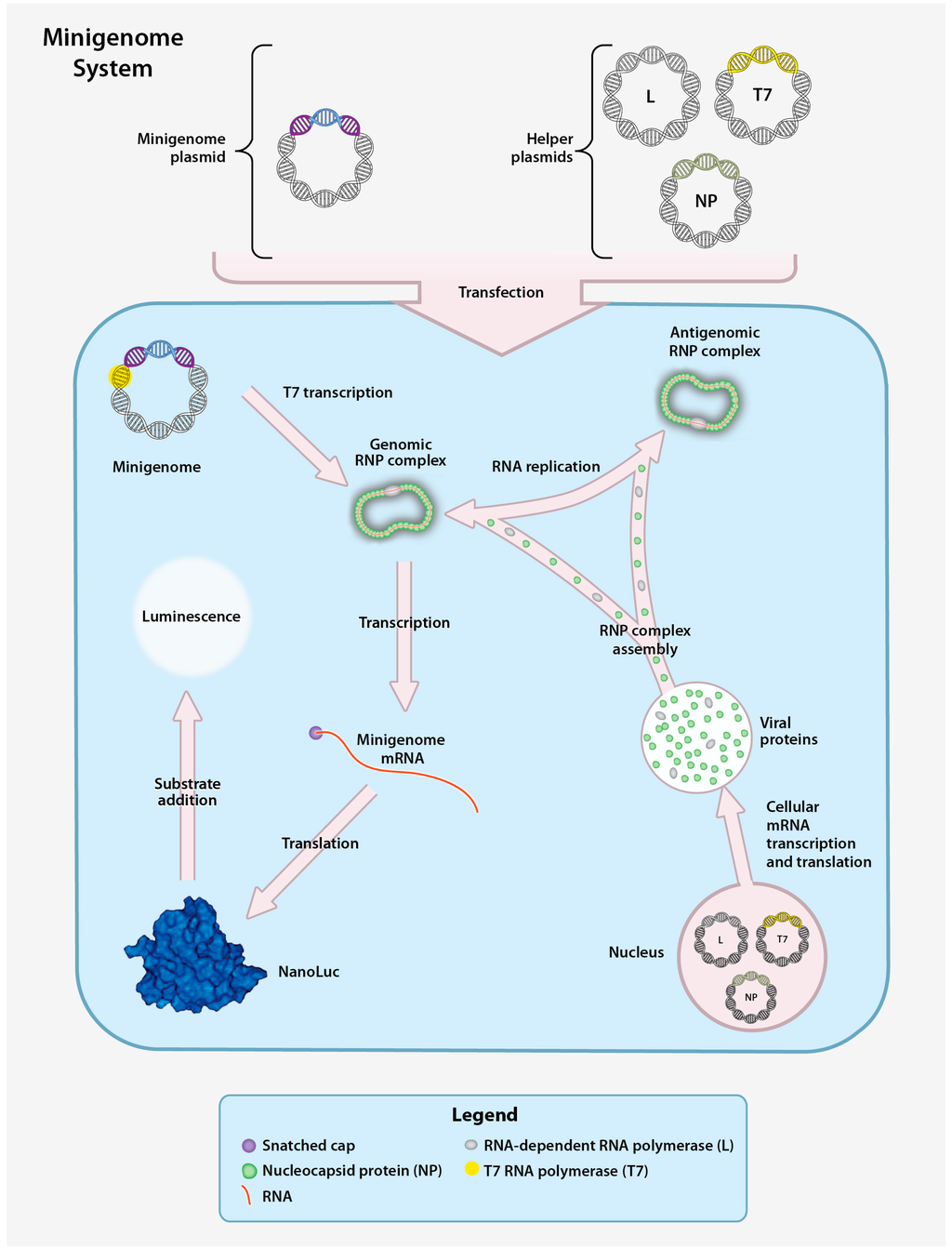 Molecular Insights into Crimean-Congo Hemorrhagic Fever Virus