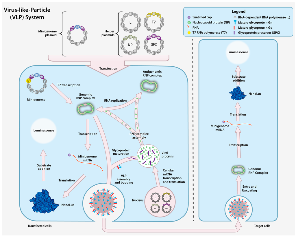 Molecular Insights into Crimean-Congo Hemorrhagic Fever Virus
