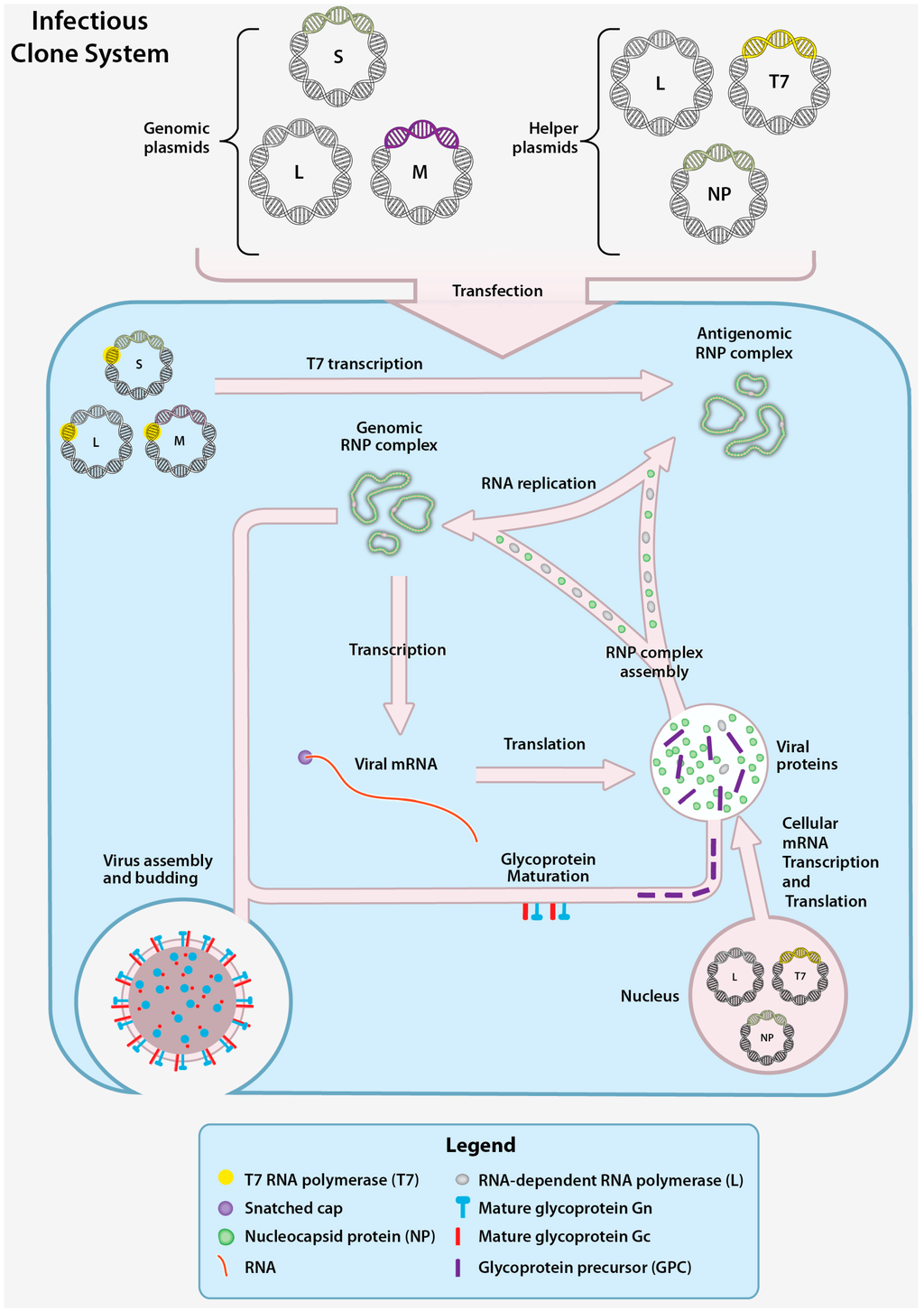 Molecular Insights into Crimean-Congo Hemorrhagic Fever Virus