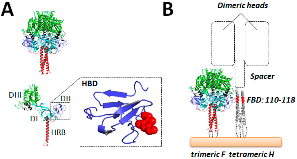 Measles Virus Fusion Protein: Structure, Function and Inhibition