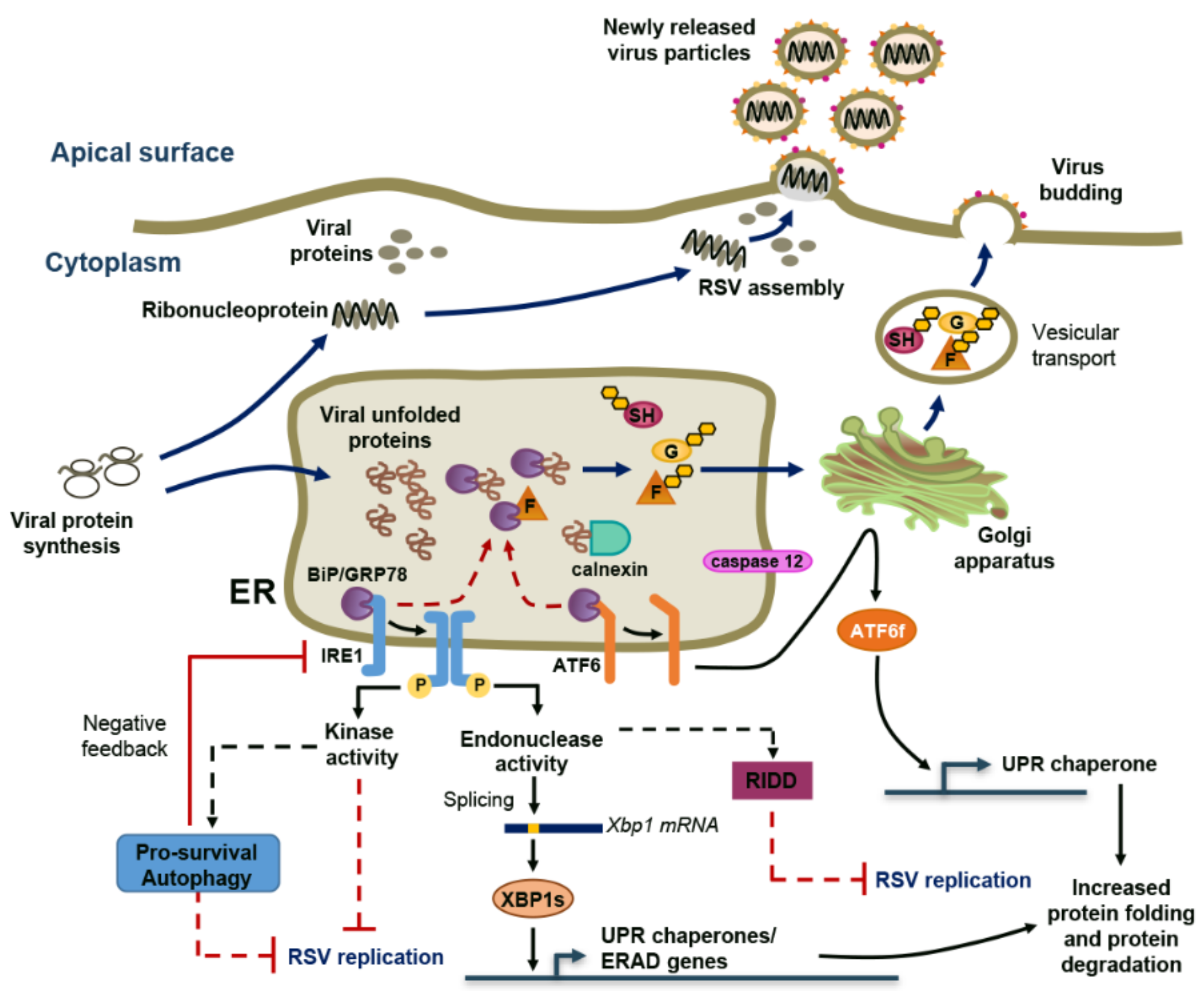 Pathophysiology Of Respiratory Syncytial Virus