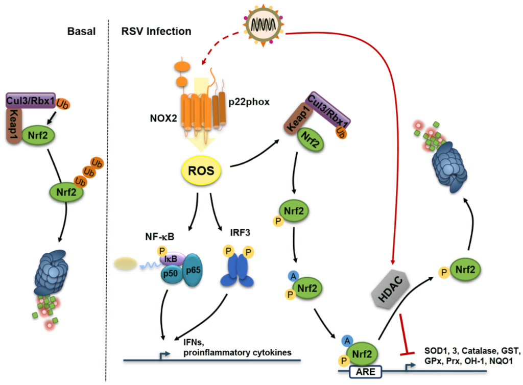 Respiratory Syncytial Virus and Cellular Stress Responses: Impact on ...