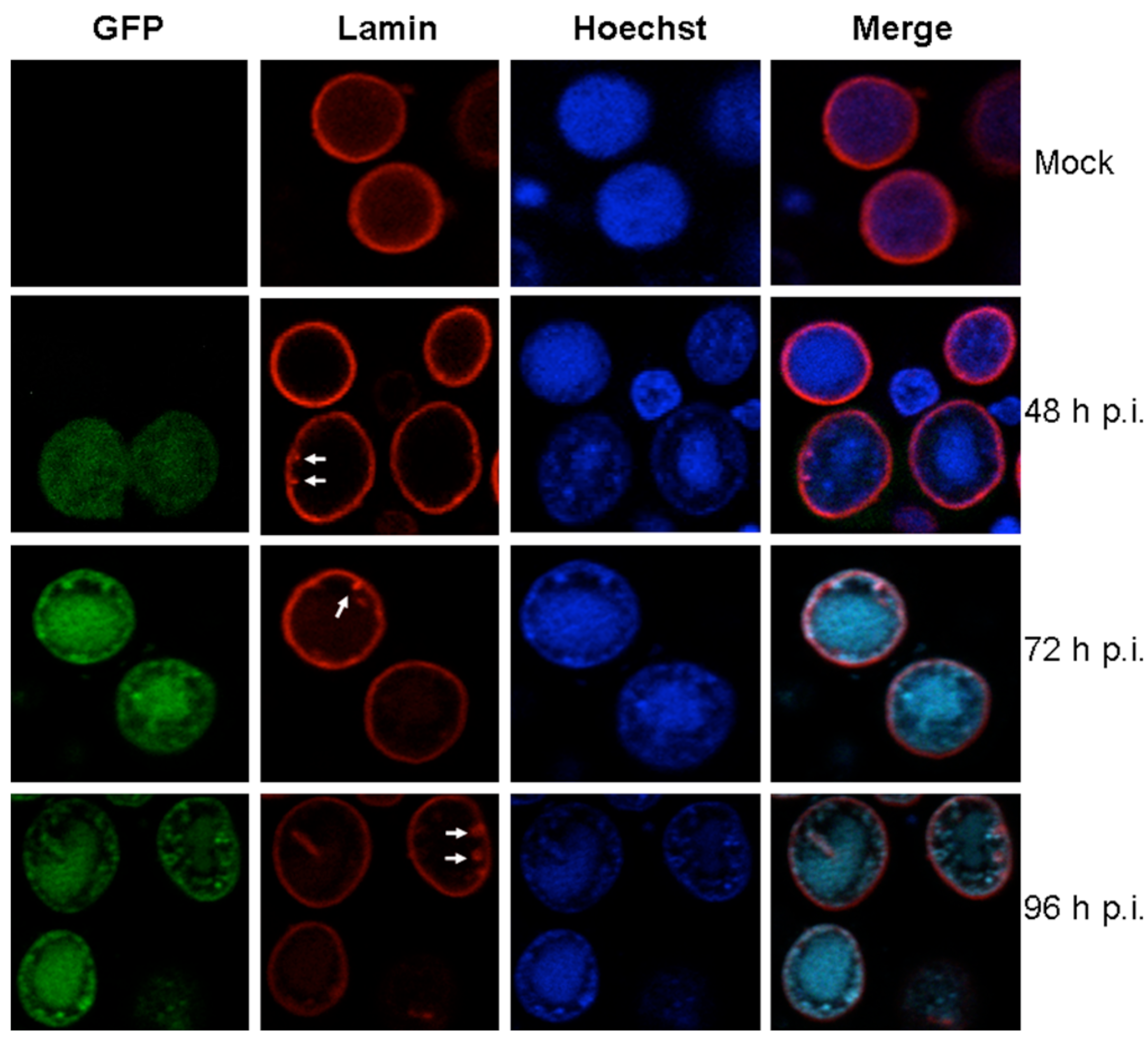 Cloning And Characterization Of Sf9 Cell Lamin And The Lamin