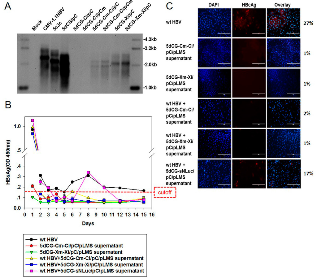 Re-Designed Recombinant Hepatitis B Virus Vectors Enable Efficient ...