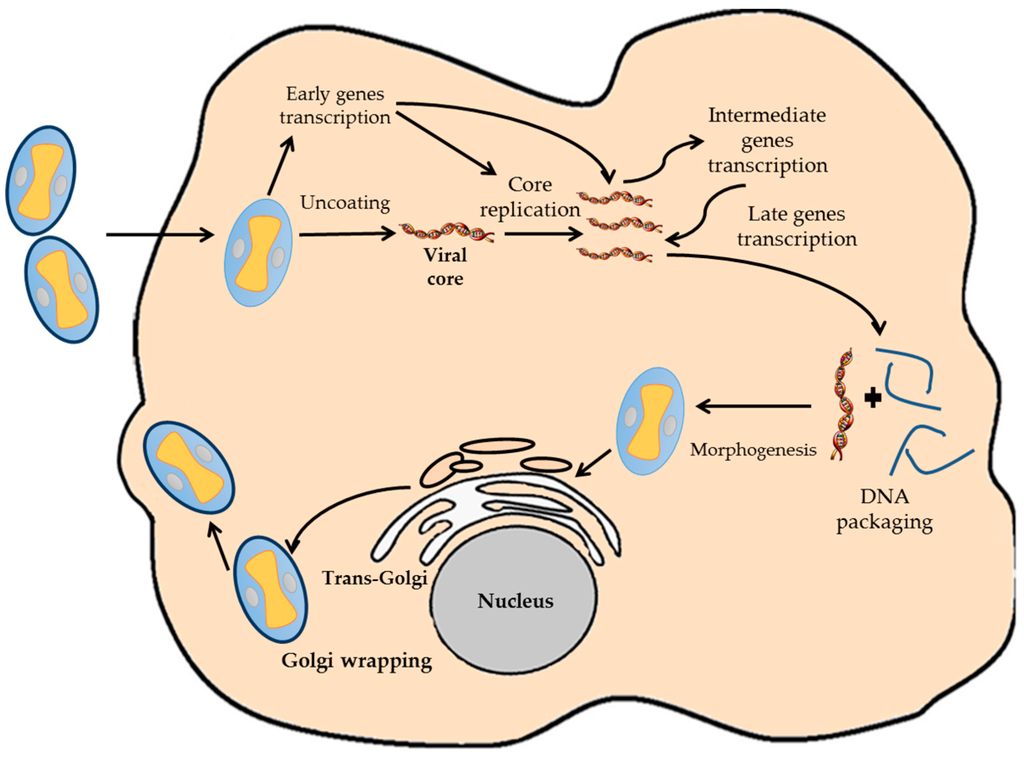 Use of Reporter Genes in the Generation of Vaccinia Virus-Derived Vectors