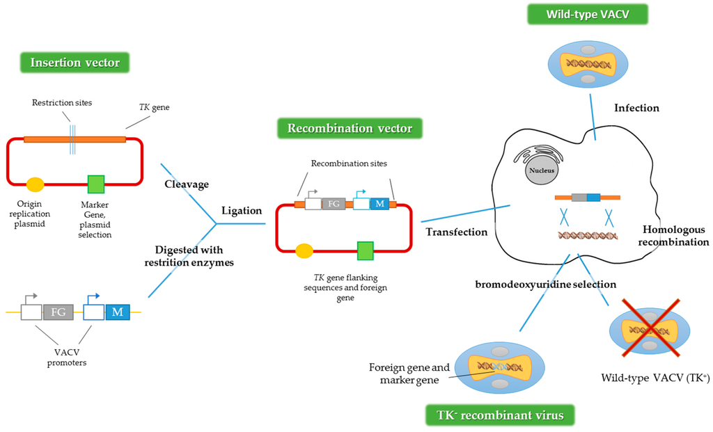 Use of Reporter Genes in the Generation of Vaccinia Virus-Derived Vectors