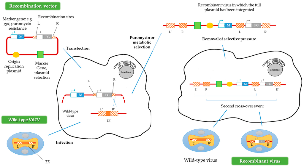 Use of Reporter Genes in the Generation of Vaccinia Virus-Derived Vectors