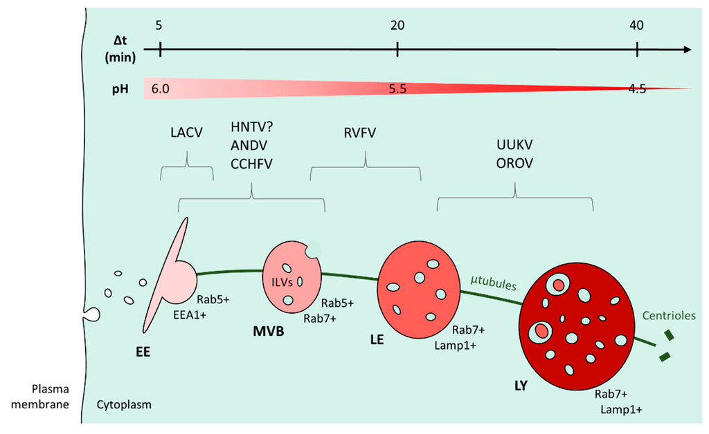 Early Bunyavirus-Host Cell Interactions