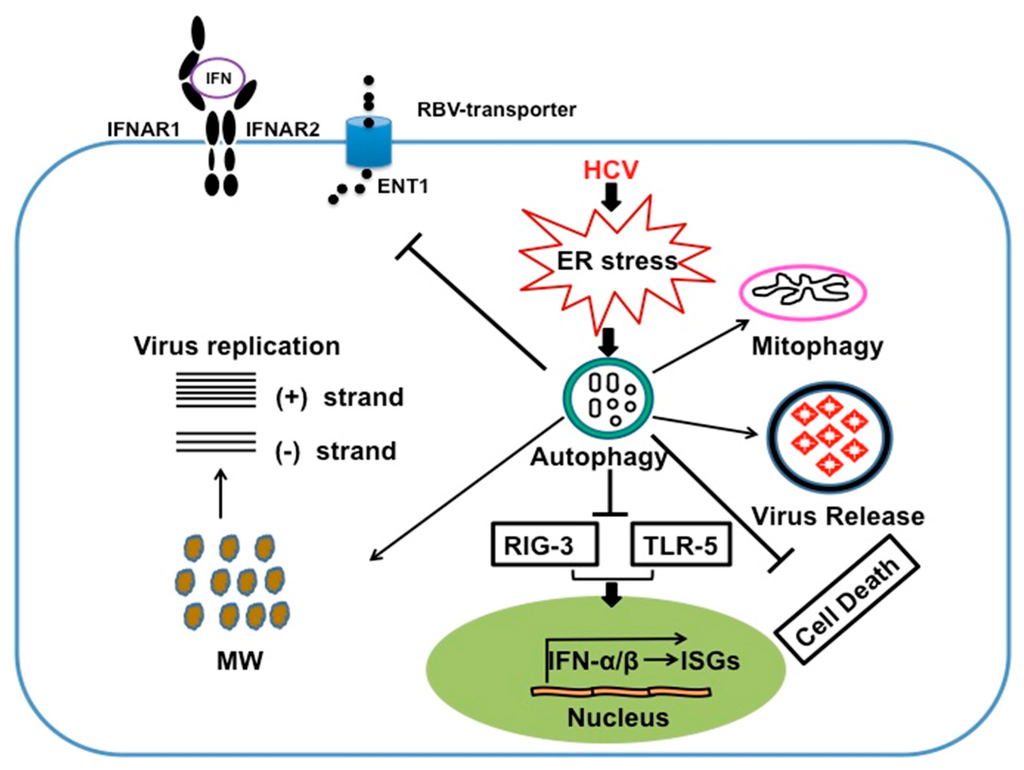 Viruses | Free Full-Text | Hepatitis C Virus Infection Induces ...