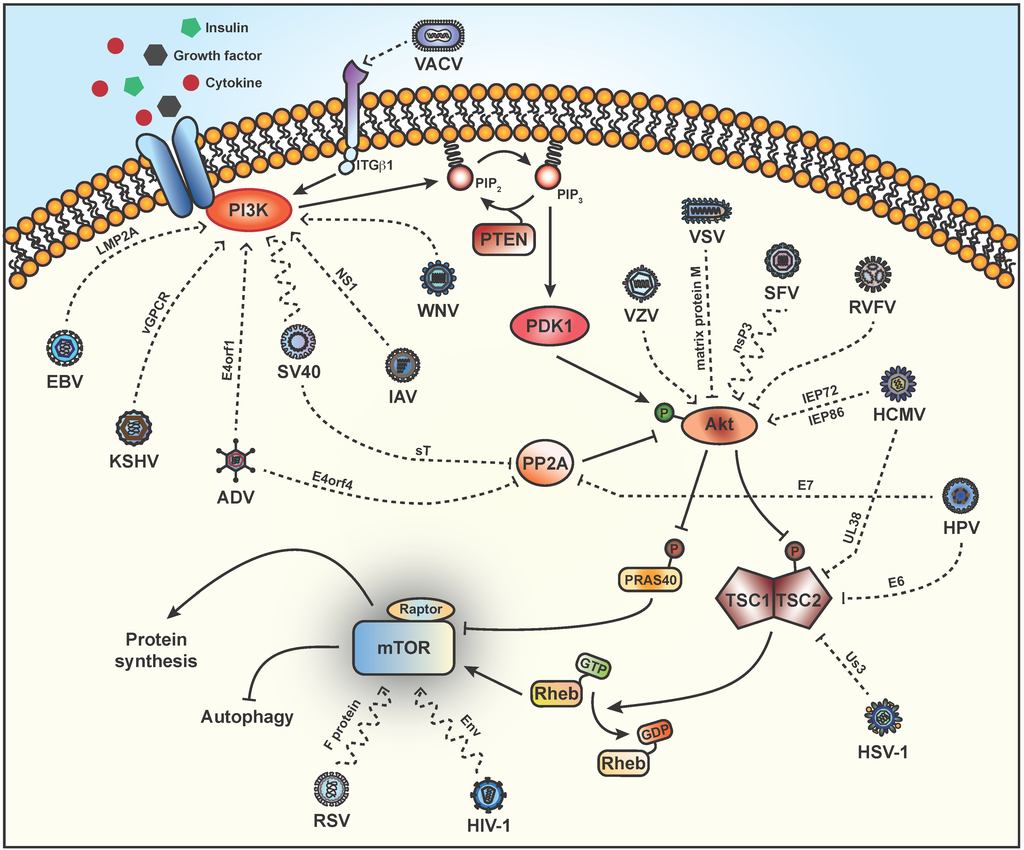 Adapting the Stress Response: Viral Subversion of the mTOR Signaling ...