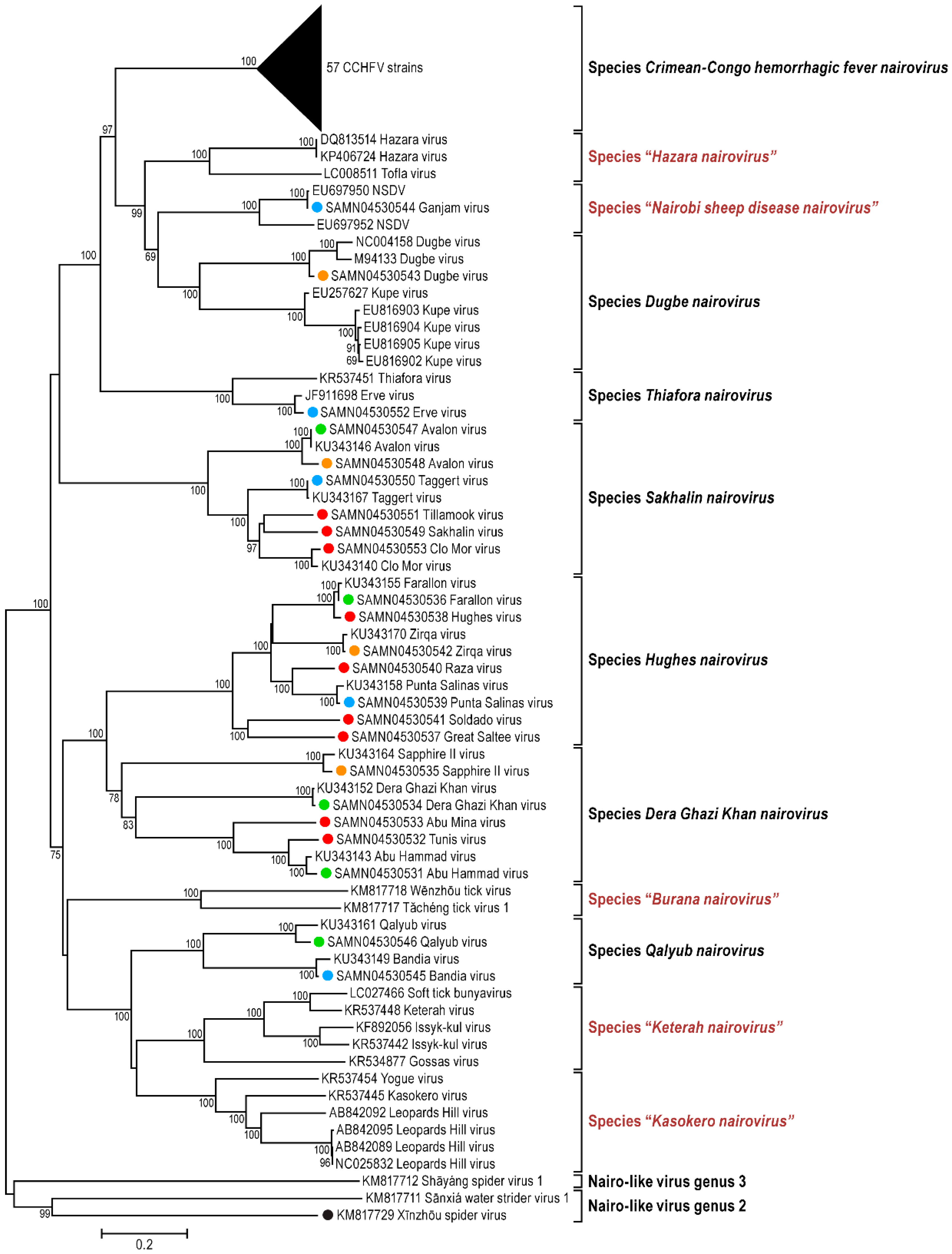 Genomic Characterization of the Genus Nairovirus (Family Bunyaviridae)