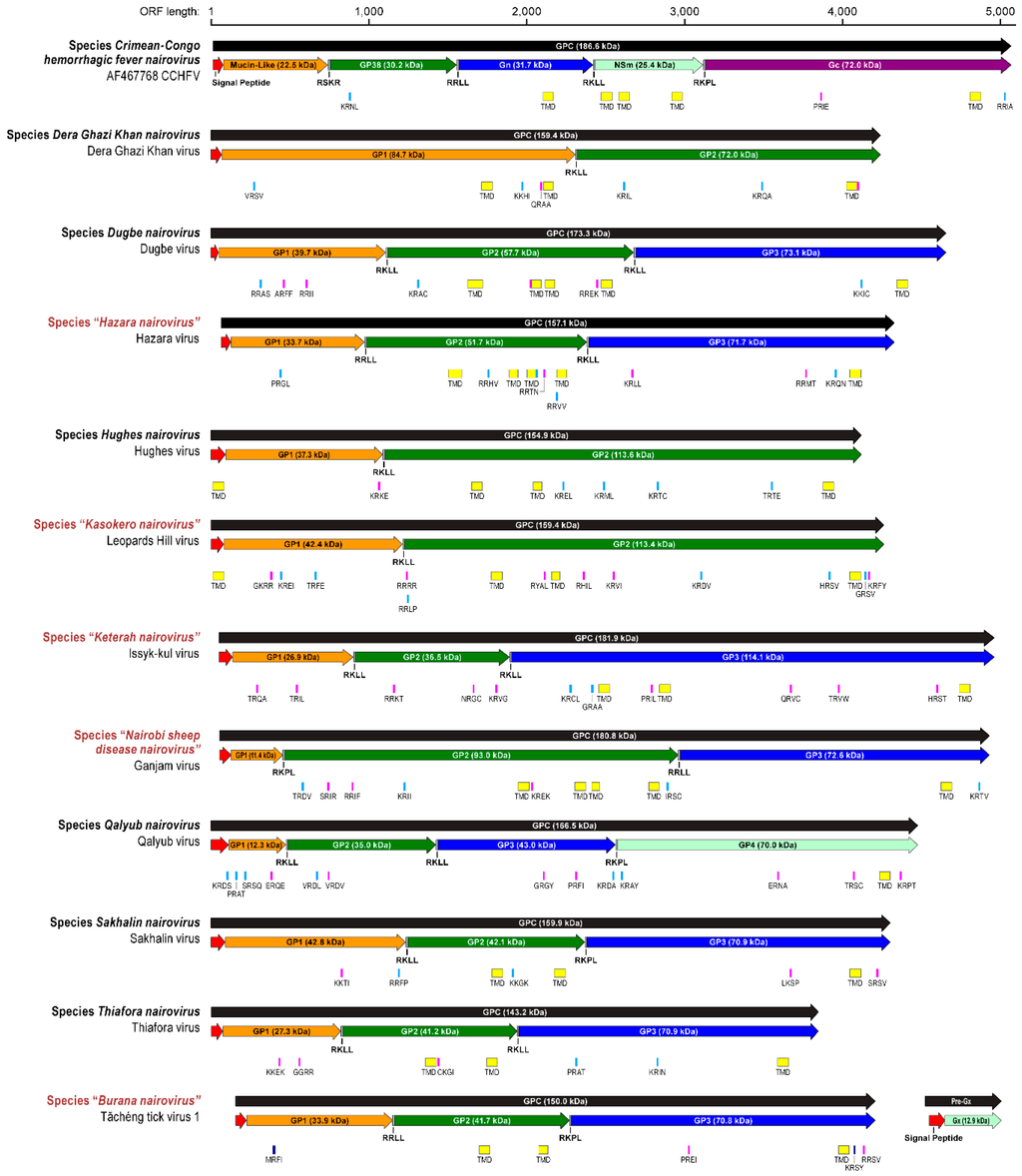 Genomic Characterization of the Genus Nairovirus (Family Bunyaviridae)
