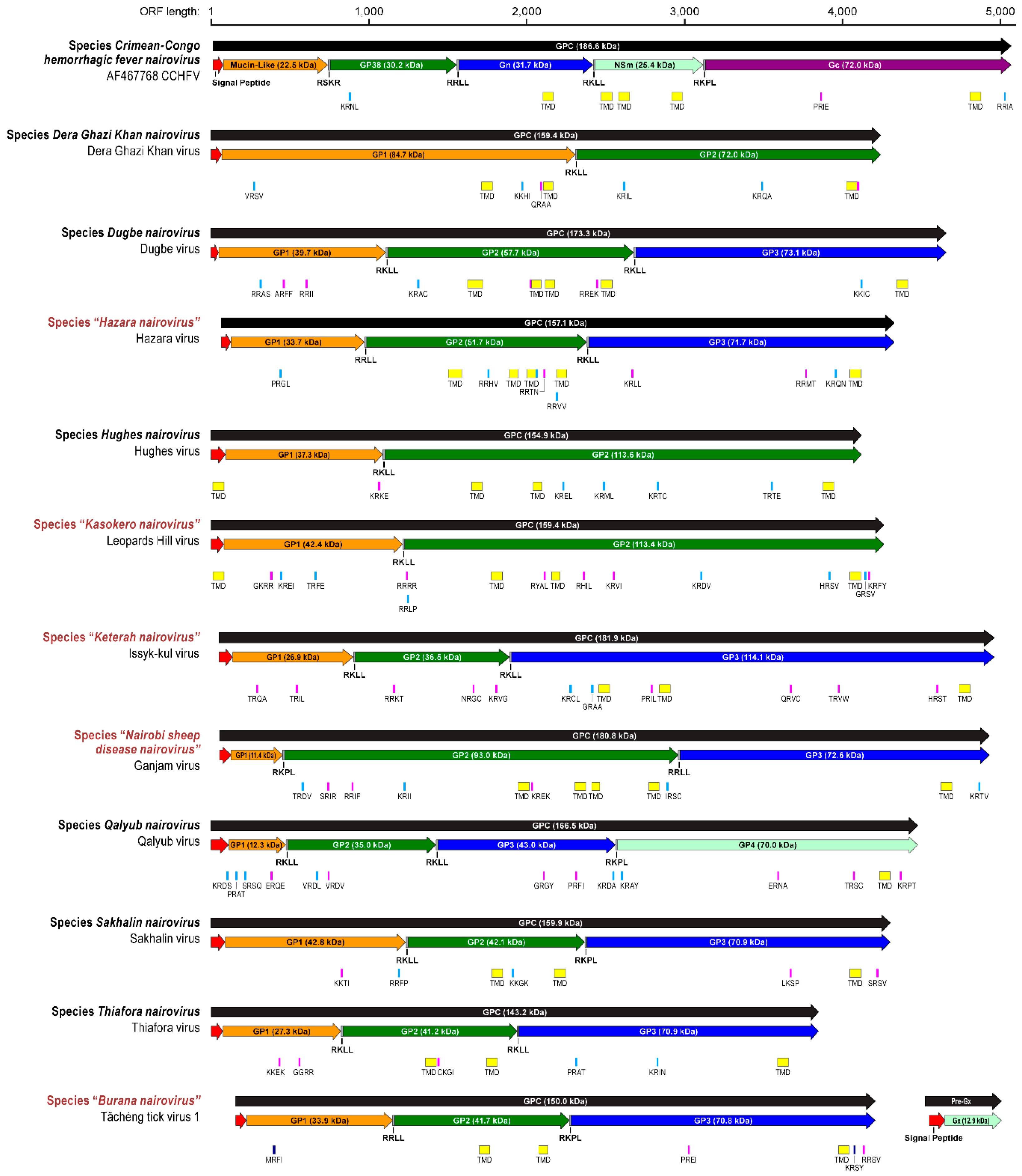 Genomic Characterization of the Genus Nairovirus (Family Bunyaviridae)