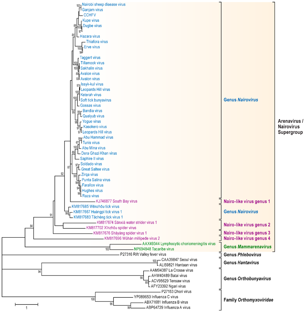 Genomic Characterization of the Genus Nairovirus (Family Bunyaviridae)