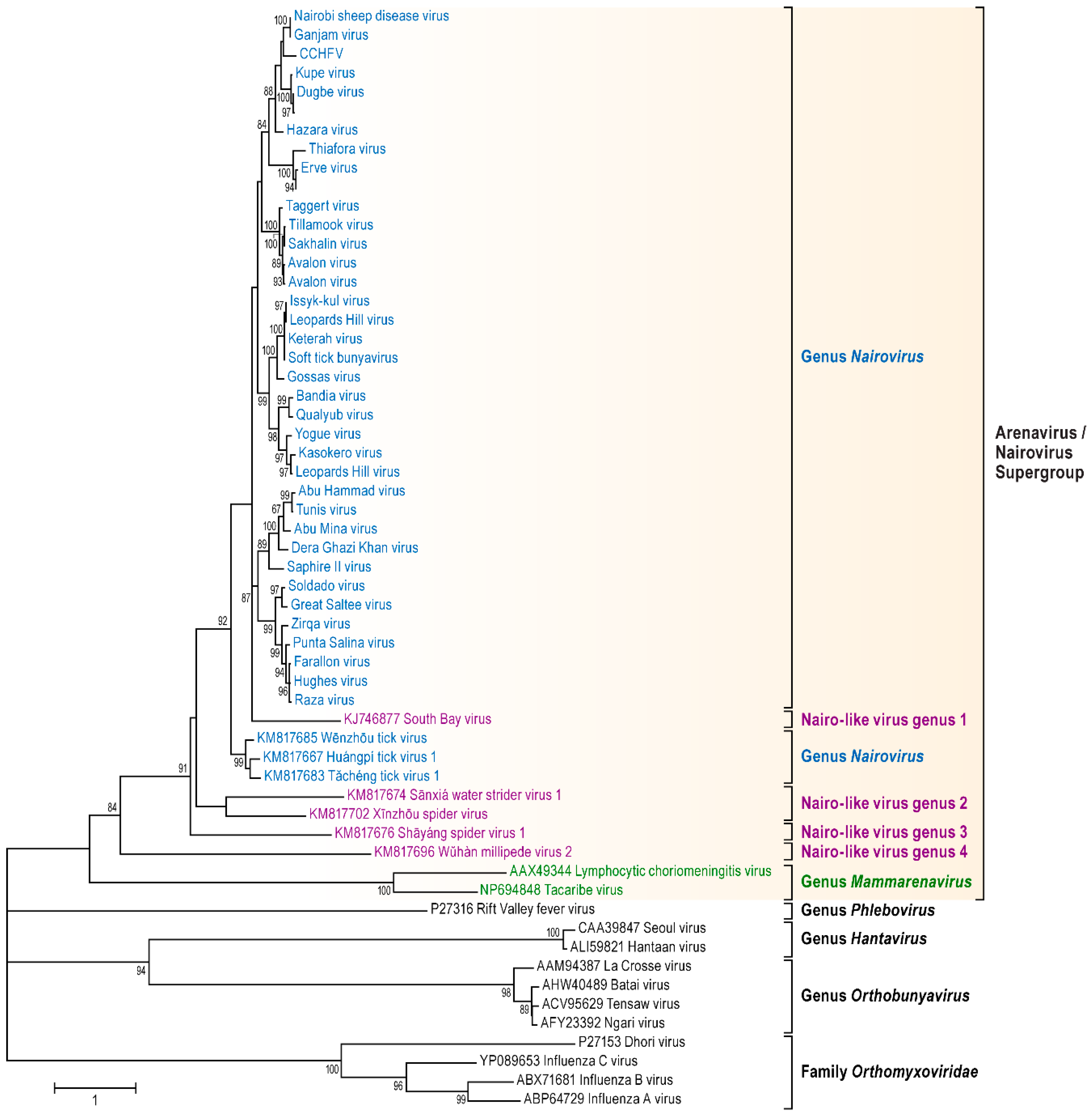 Genomic Characterization of the Genus Nairovirus (Family Bunyaviridae)