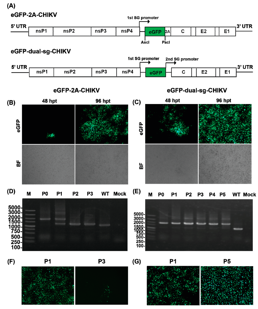 Development of Neutralization Assay Using an eGFP Chikungunya Virus